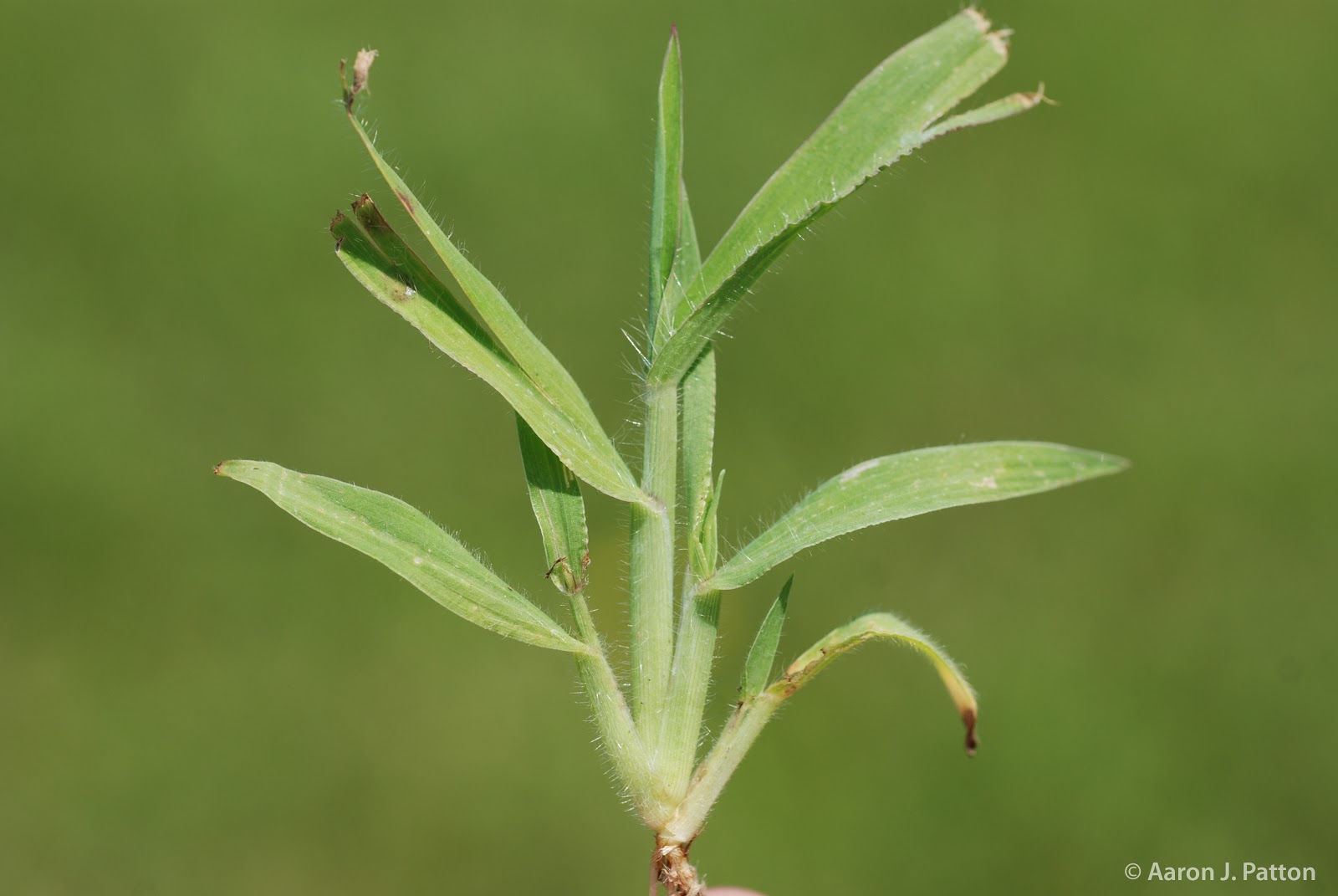 Crabgrass Identification and Control | Bowman's Pro Turf, LLC.