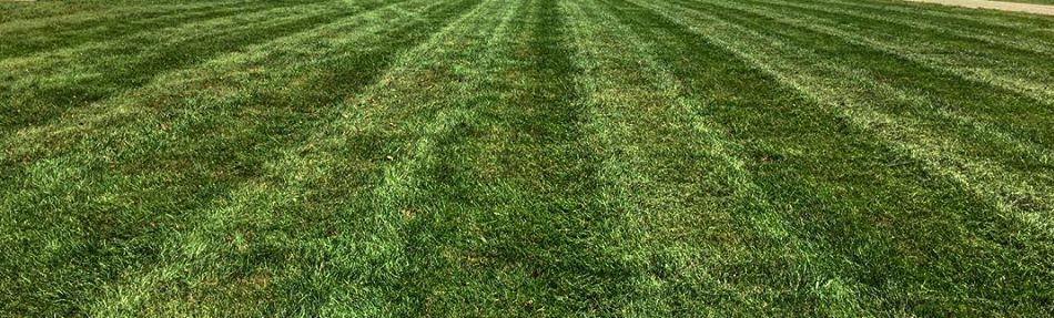 Free Estimate | Bowman's Pro Turf, LLC.